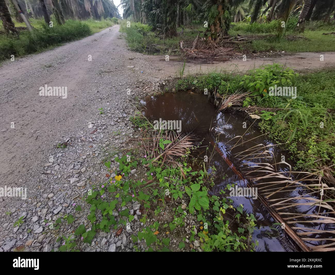 reflective pool of stagnant water on the rural pathway Stock Photo - Alamy
