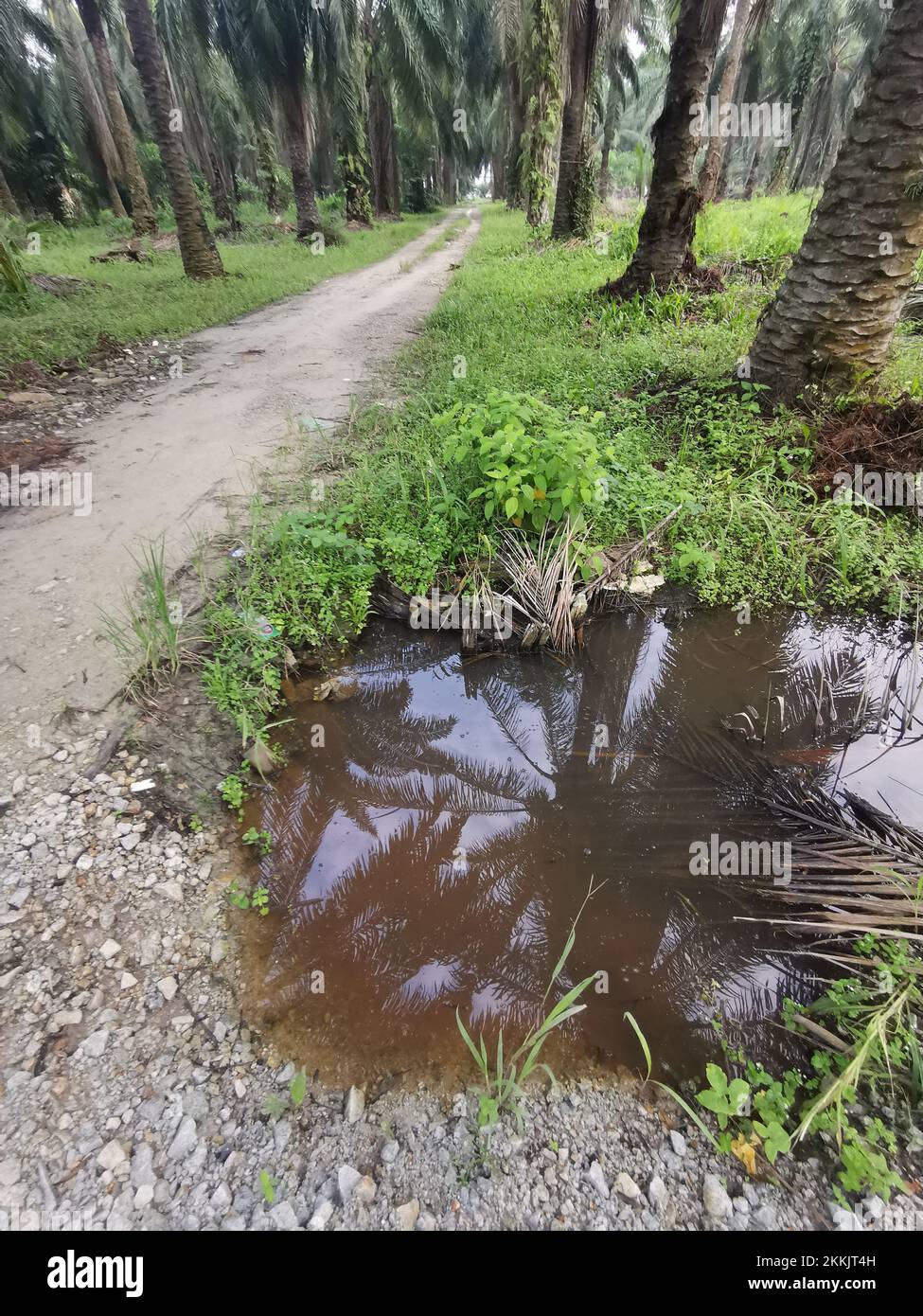 reflective pool of stagnant water on the rural pathway Stock Photo - Alamy