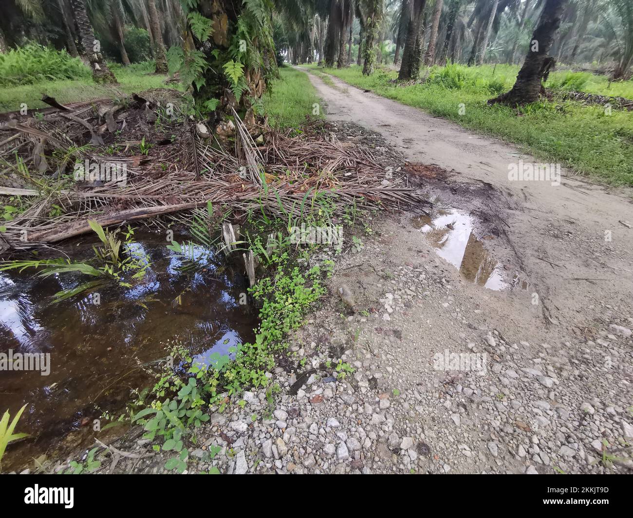 reflective pool of stagnant water on the rural pathway Stock Photo - Alamy