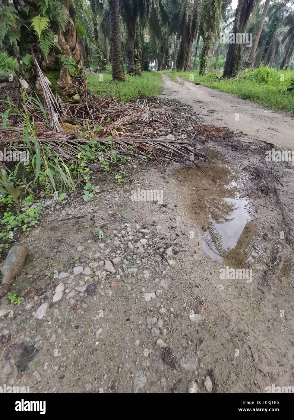 reflective pool of stagnant water on the rural pathway Stock Photo - Alamy