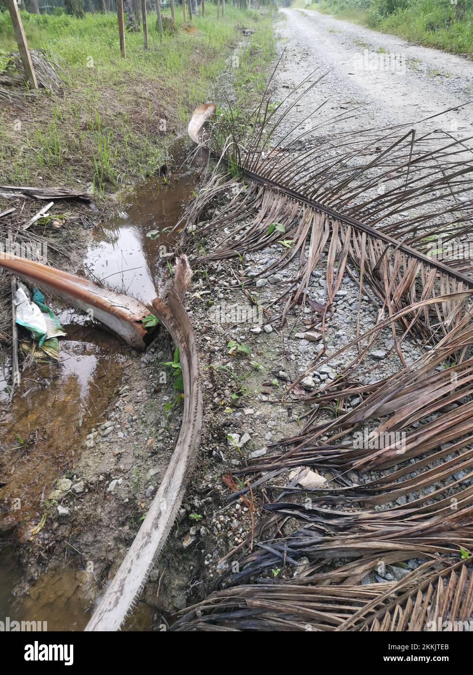 reflective pool of stagnant water on the rural pathway Stock Photo - Alamy