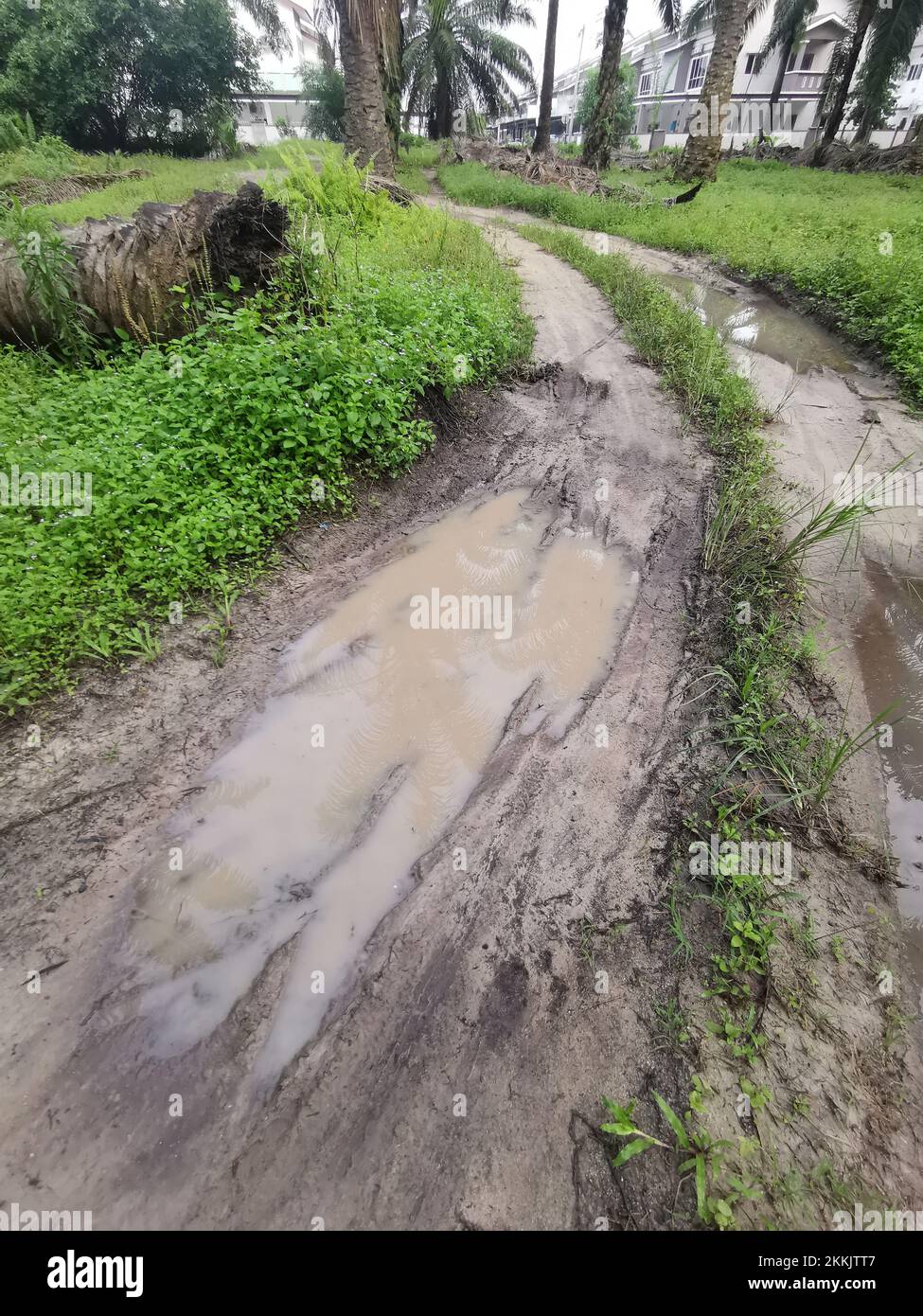 reflective pool of stagnant water on the rural pathway Stock Photo - Alamy