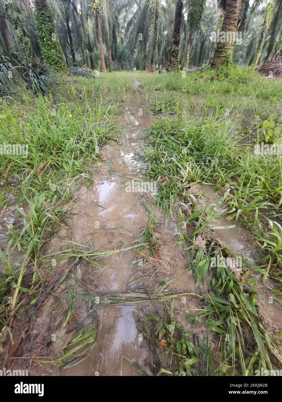 reflective pool of stagnant water on the rural pathway Stock Photo - Alamy