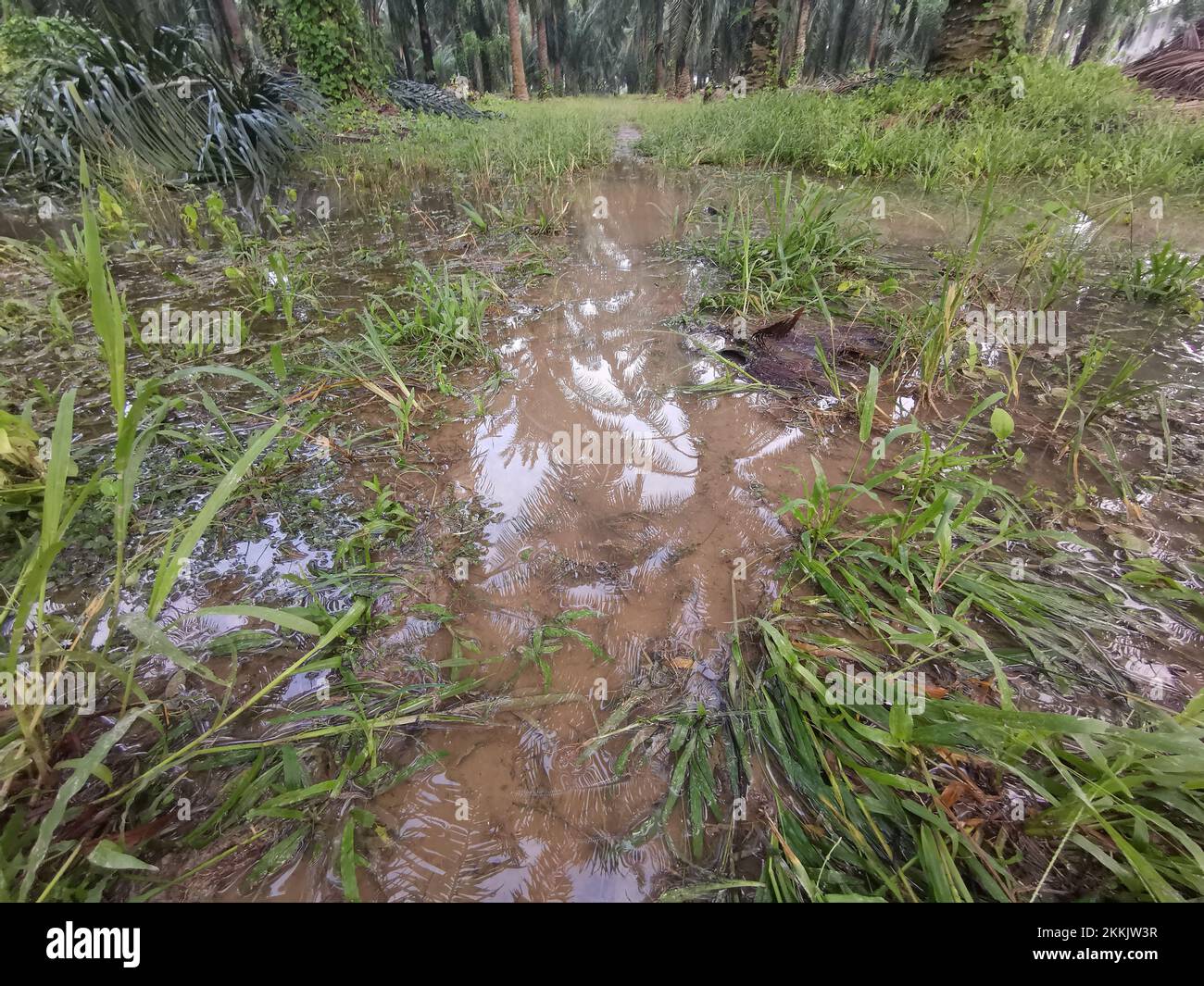 reflective pool of stagnant water on the rural pathway Stock Photo - Alamy