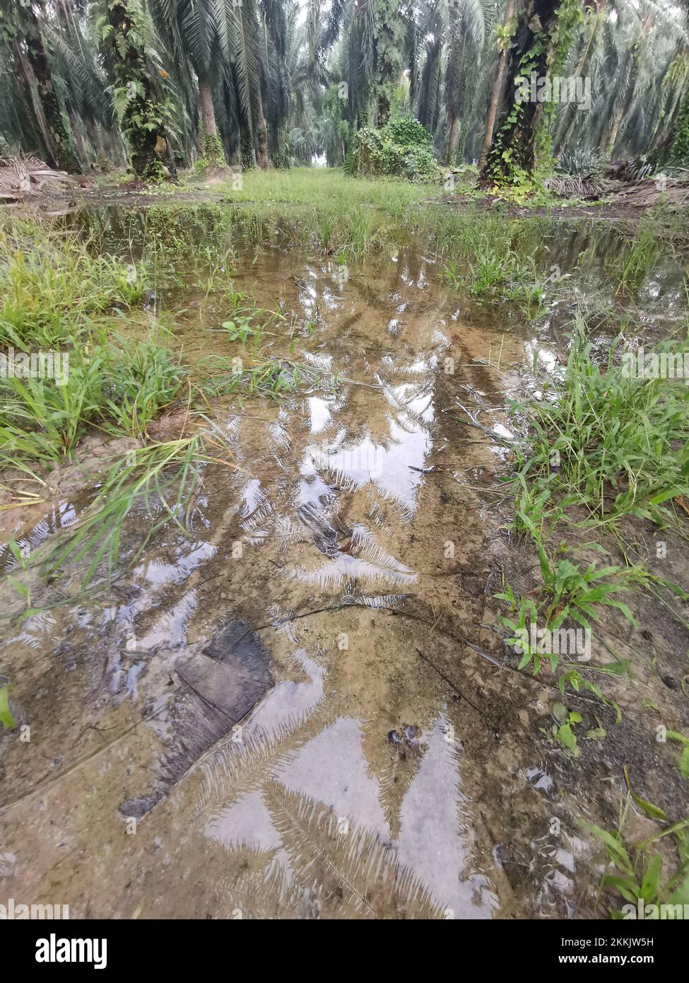 reflective pool of stagnant water on the rural pathway Stock Photo - Alamy