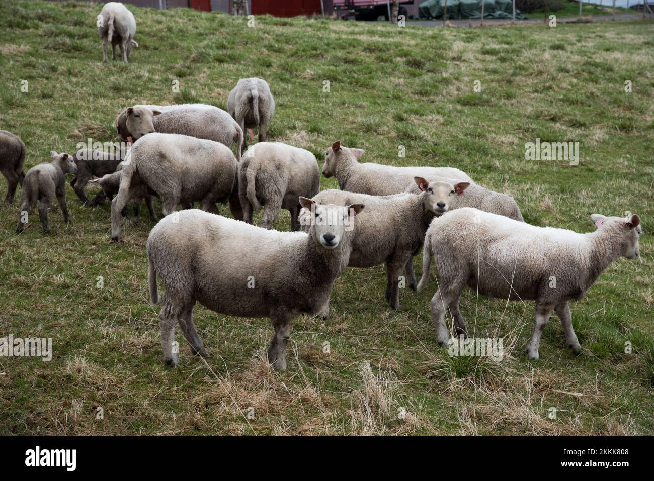 sheep grazing on a meadow in Bø at Langøya island in the Vesterålen ...