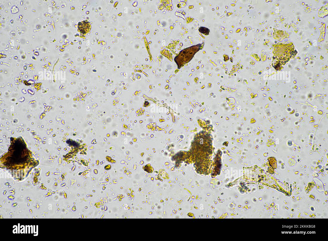 soil microorganisms on a regenerative farm, storing carbon in fungi and ...