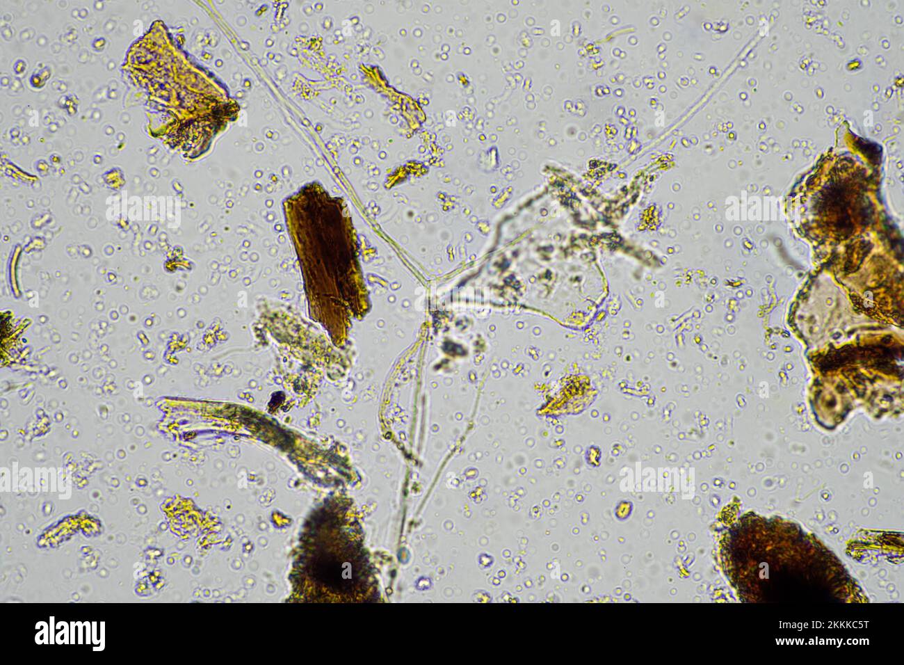 soil microorganisms on a regenerative farm, storing carbon in fungi and ...