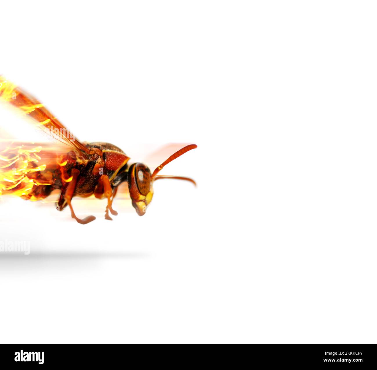Airborne wasp hi-res stock photography and images - Alamy
