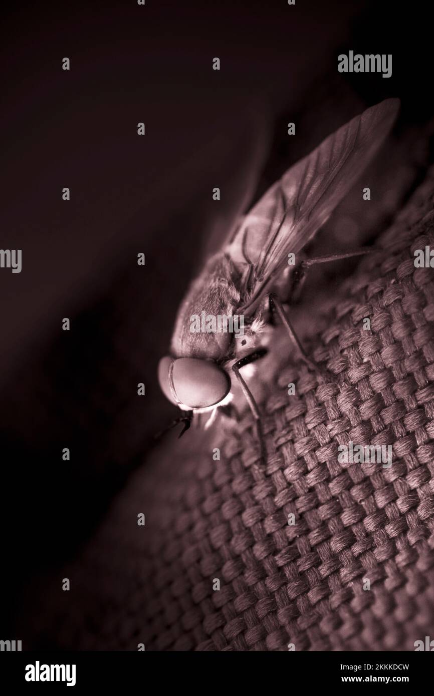 Australian march flies hi-res stock photography and images - Alamy