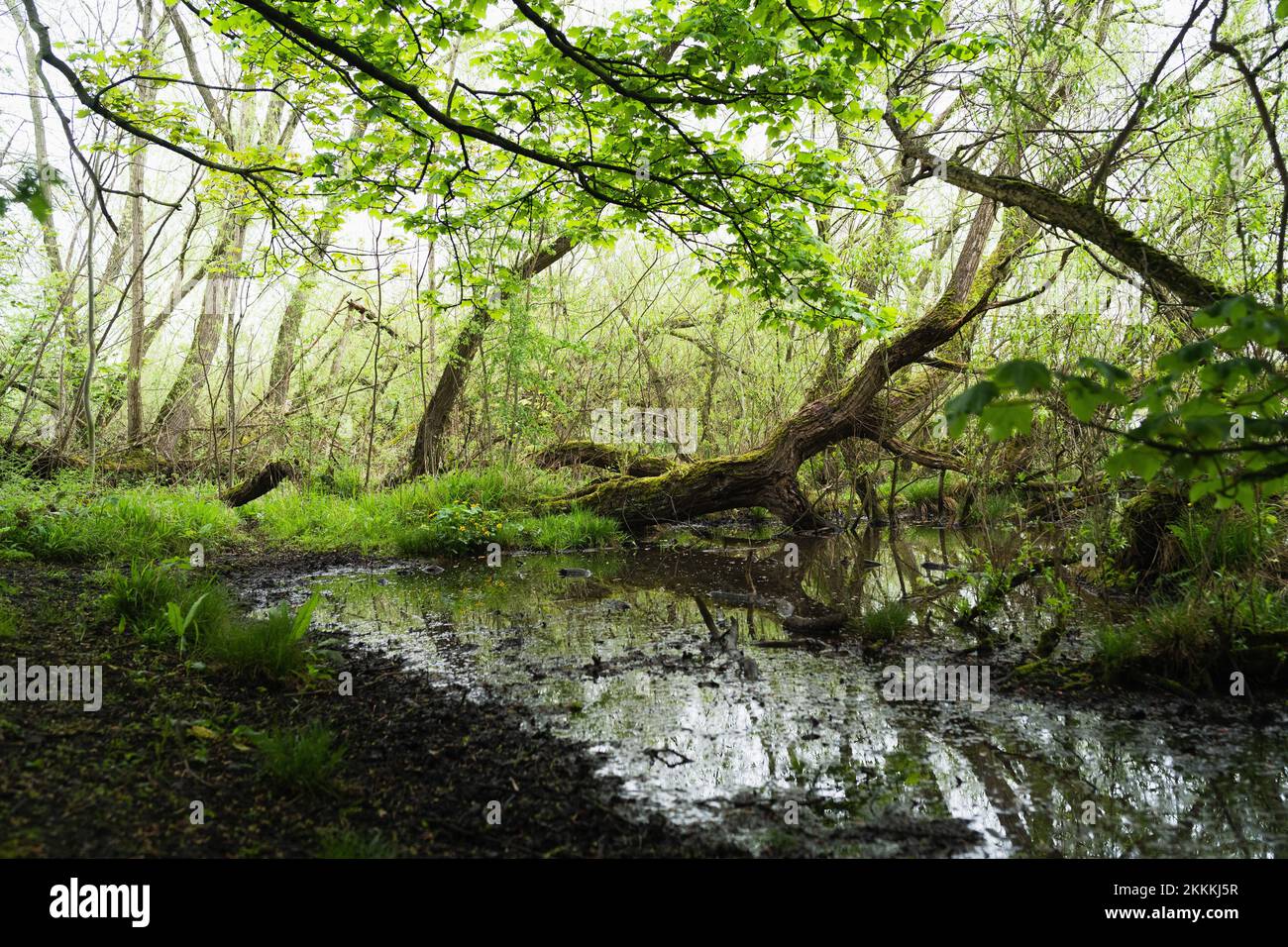 A swamp in a forest with green trees and grass Stock Photo - Alamy