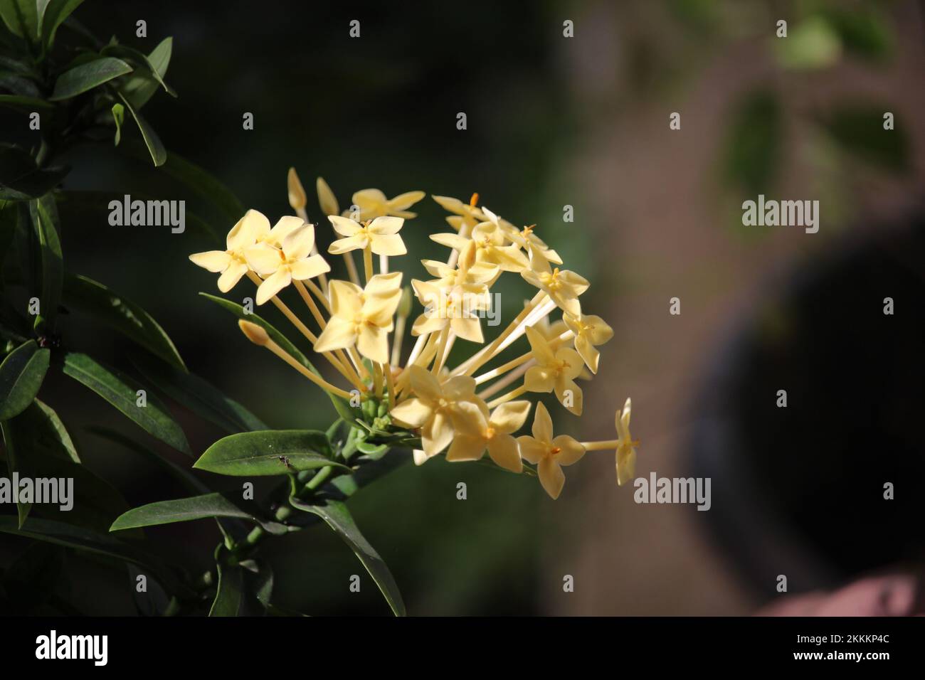 the yellow asoka flower that blooms with its beauty Stock Photo - Alamy