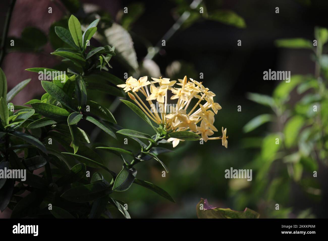the yellow asoka flower that blooms with its beauty Stock Photo - Alamy