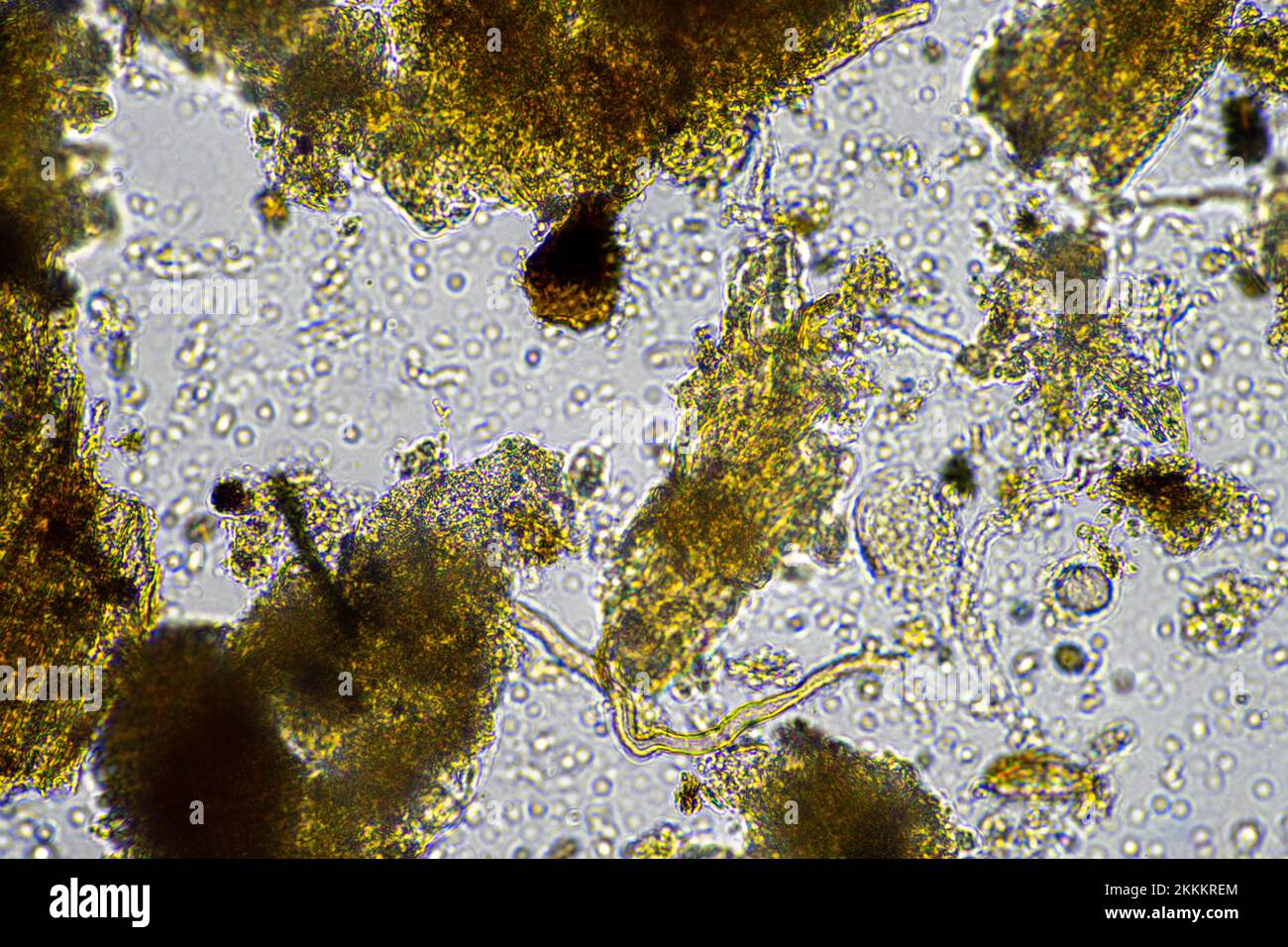 soil microorganisms on a regenerative farm, storing carbon in fungi and ...