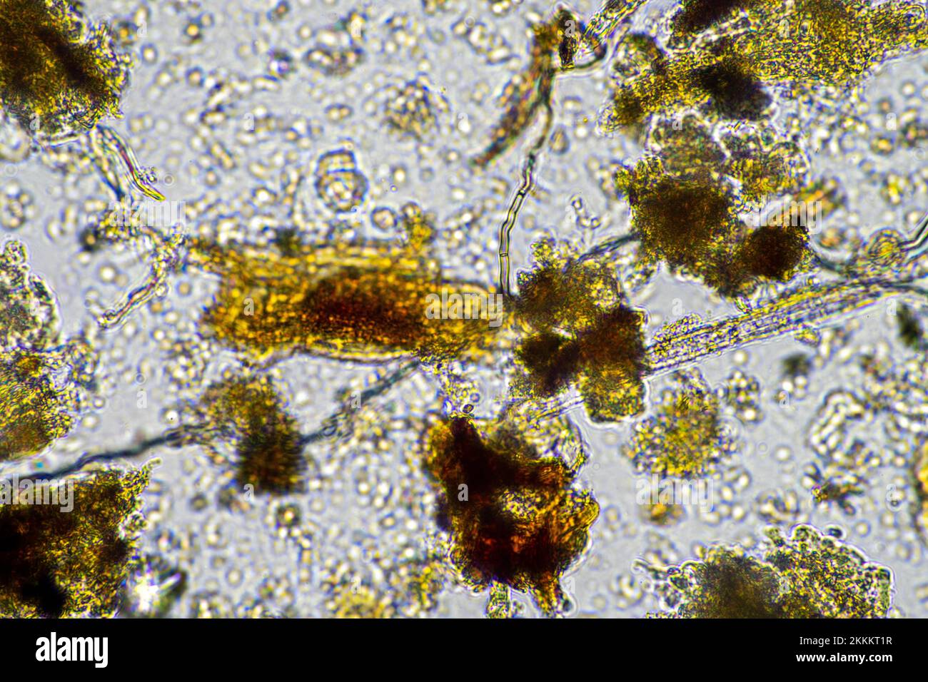 soil microorganisms on a regenerative farm, storing carbon in fungi and ...