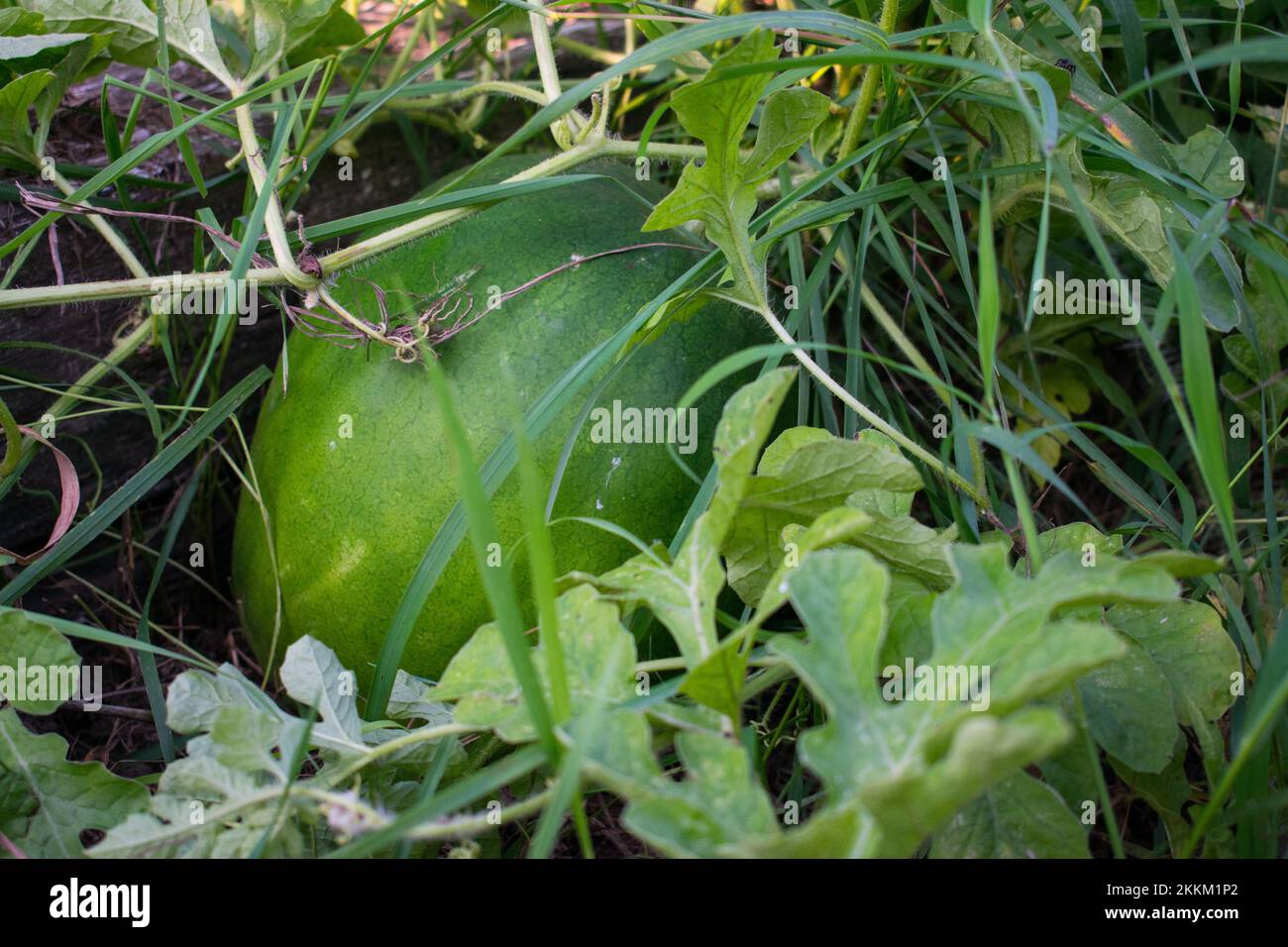 Watermelon vine hi-res stock photography and images - Alamy