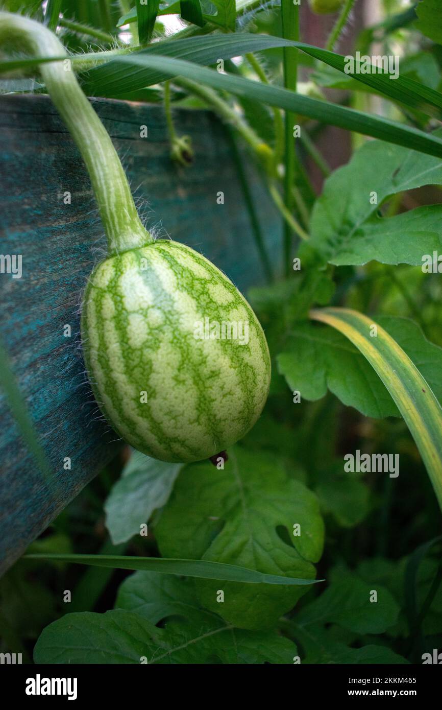 Small green watermelon on the vine in a garden Stock Photo - Alamy