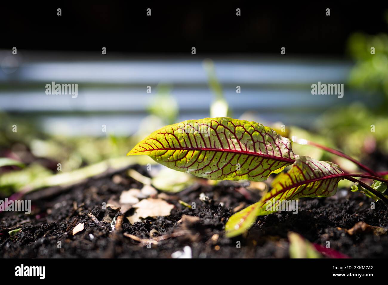 Asian greens growing hi-res stock photography and images - Alamy