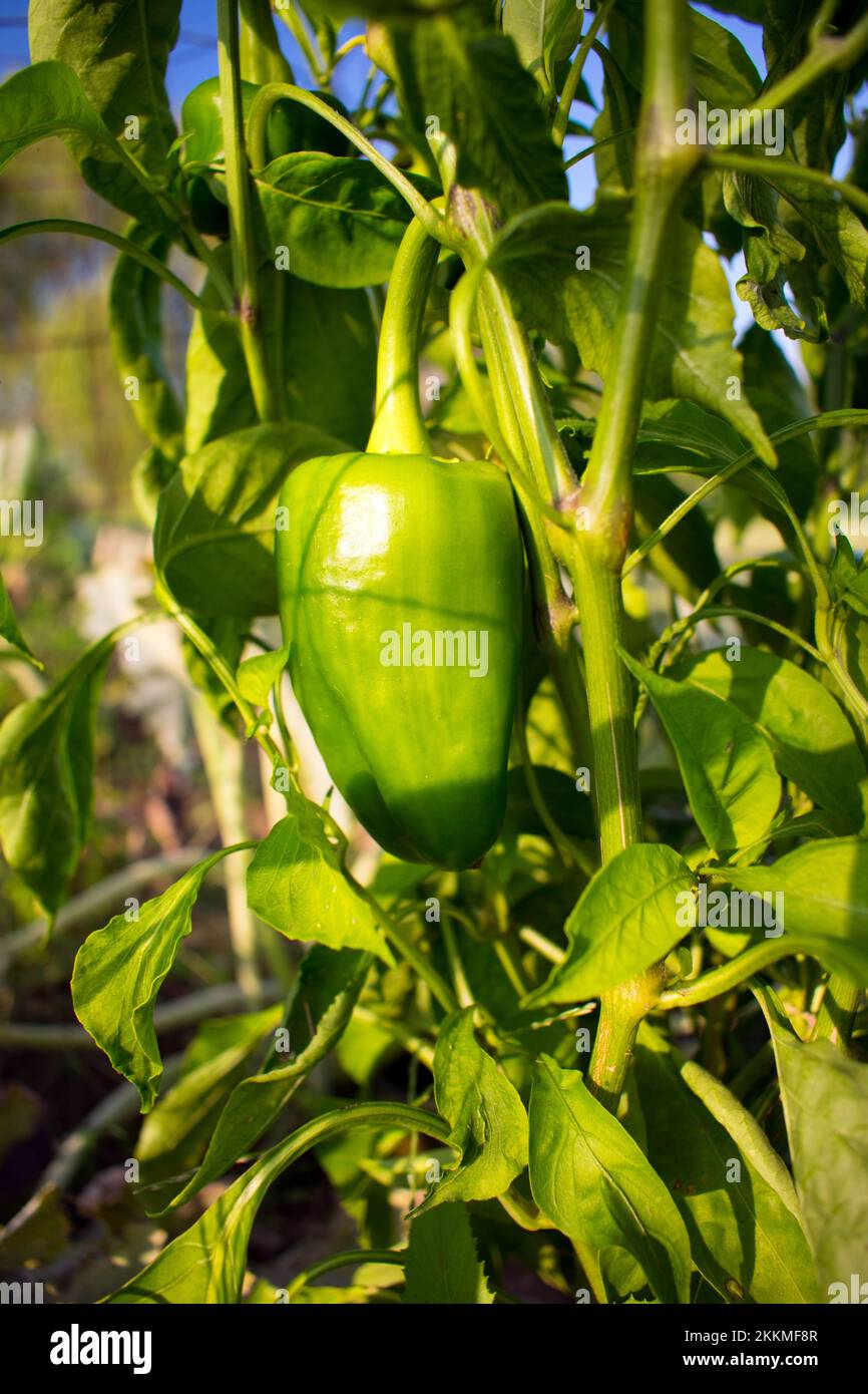 Bell pepper garden hi-res stock photography and images - Alamy