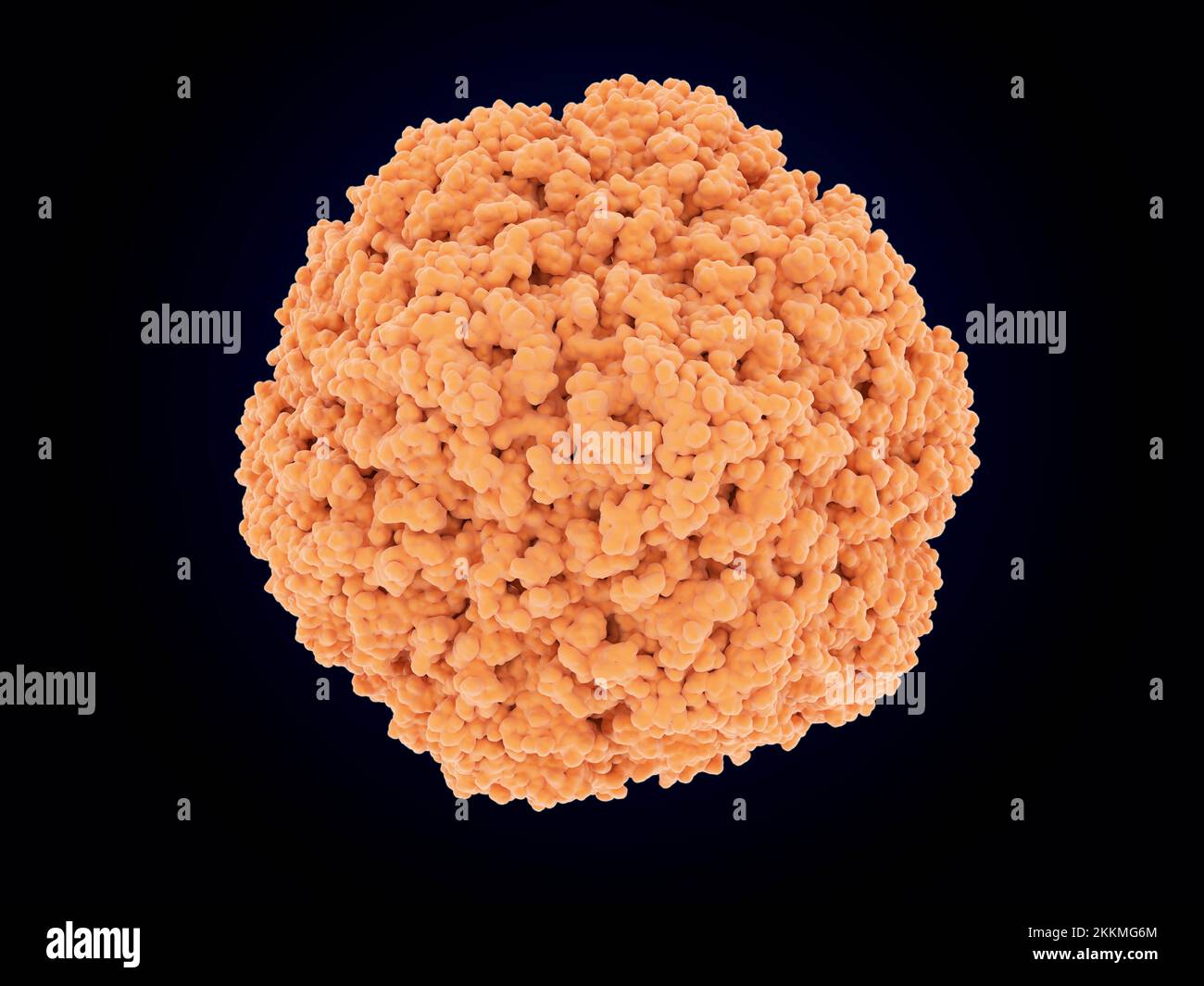 Human parvovirus, illustration Stock Photo - Alamy