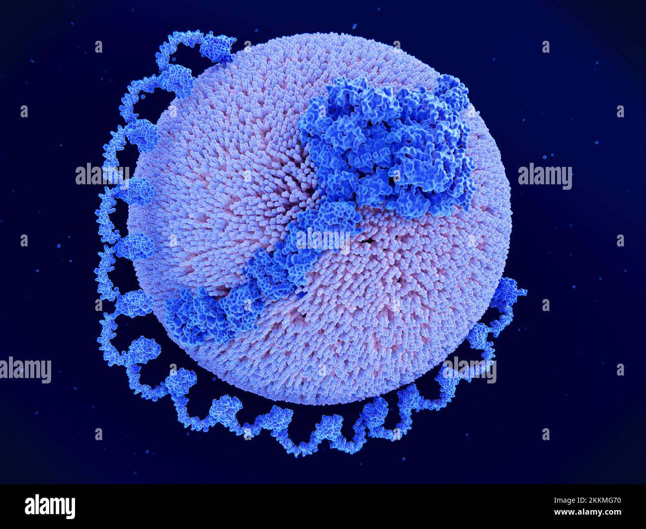 Lipoprotein A particle, illustration Stock Photo - Alamy