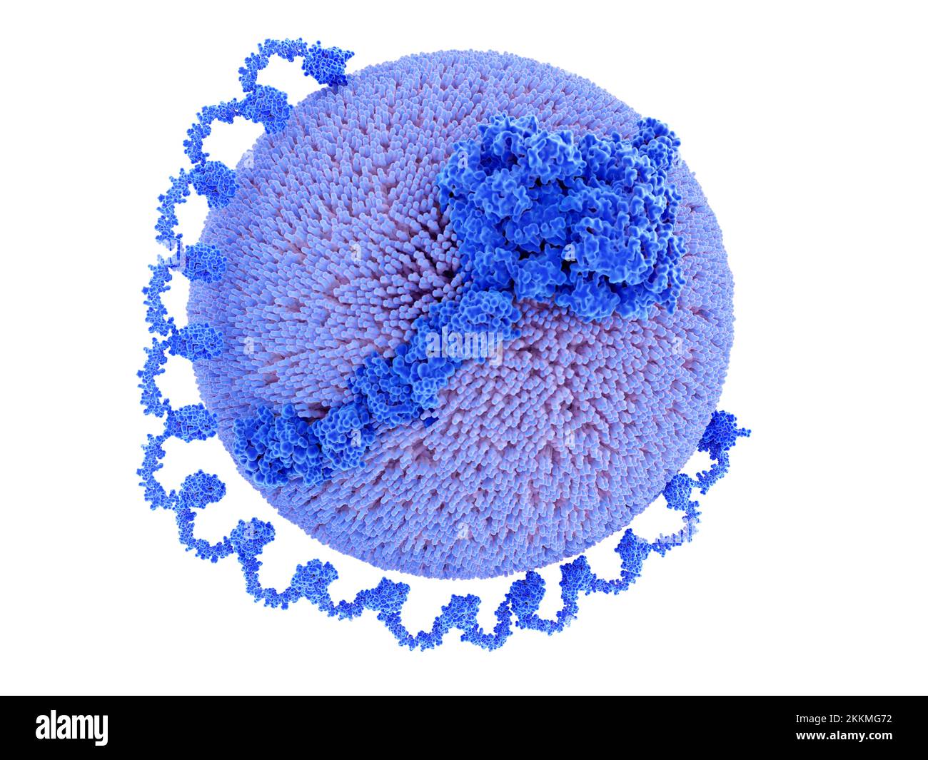 Lipoprotein A particle, illustration Stock Photo - Alamy