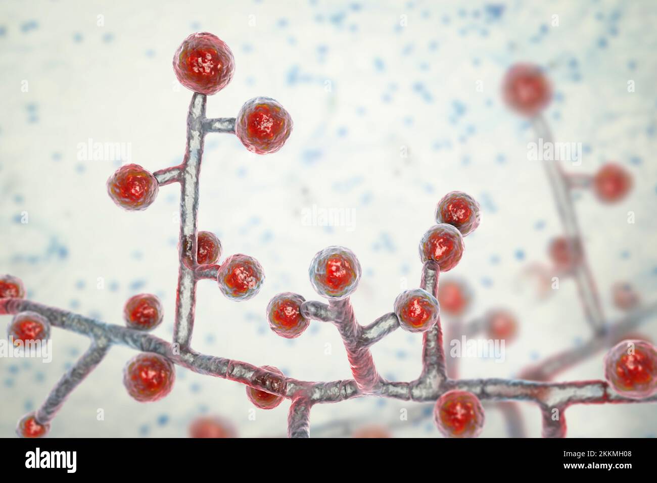 Emmonsia crescens hi-res stock photography and images - Alamy