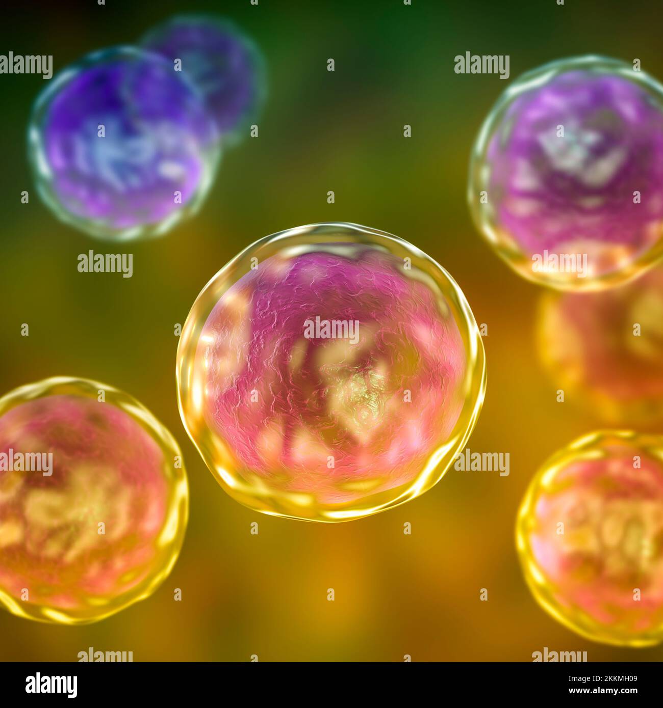 Emmonsia crescens hi-res stock photography and images - Alamy