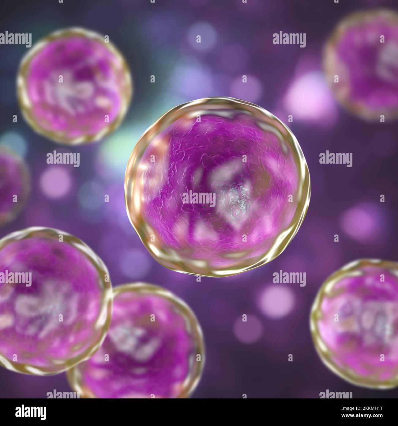 Emmonsia crescens hi-res stock photography and images - Alamy