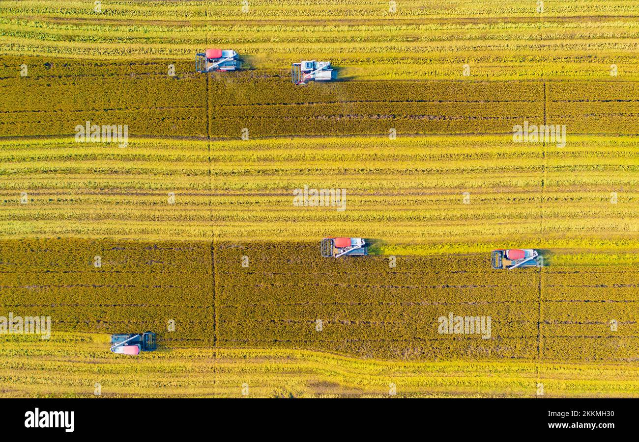 SUQIAN, CHINA - NOVEMBER 25, 2022 - Aerial photo shows farmers driving ...