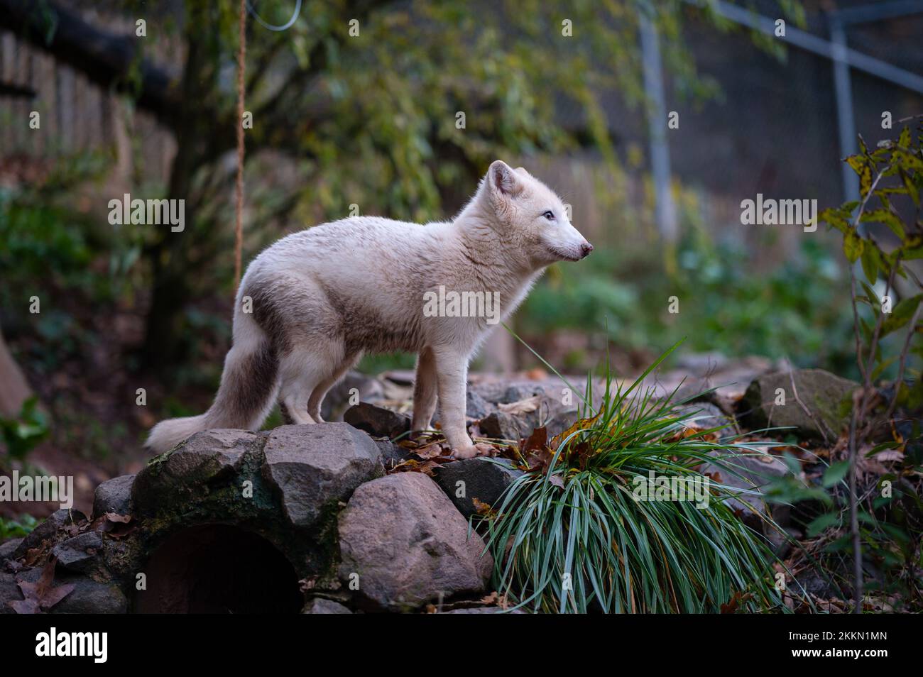 25 November 2022, Rhineland-Palatinate, Maßweiler: Arctic fox Wukk runs ...