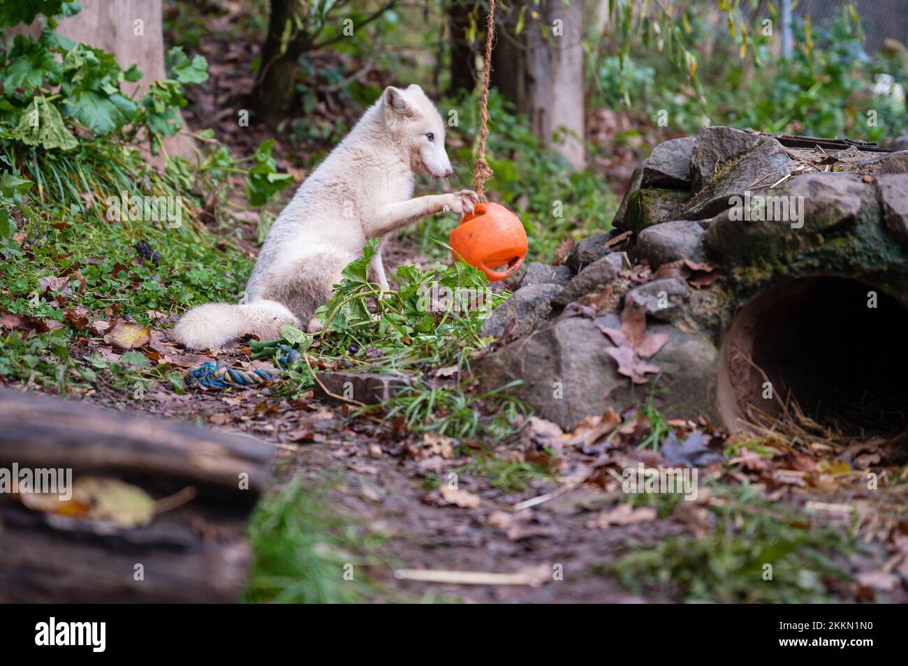25 November 2022, Rhineland-Palatinate, Maßweiler: Arctic fox Wukk ...