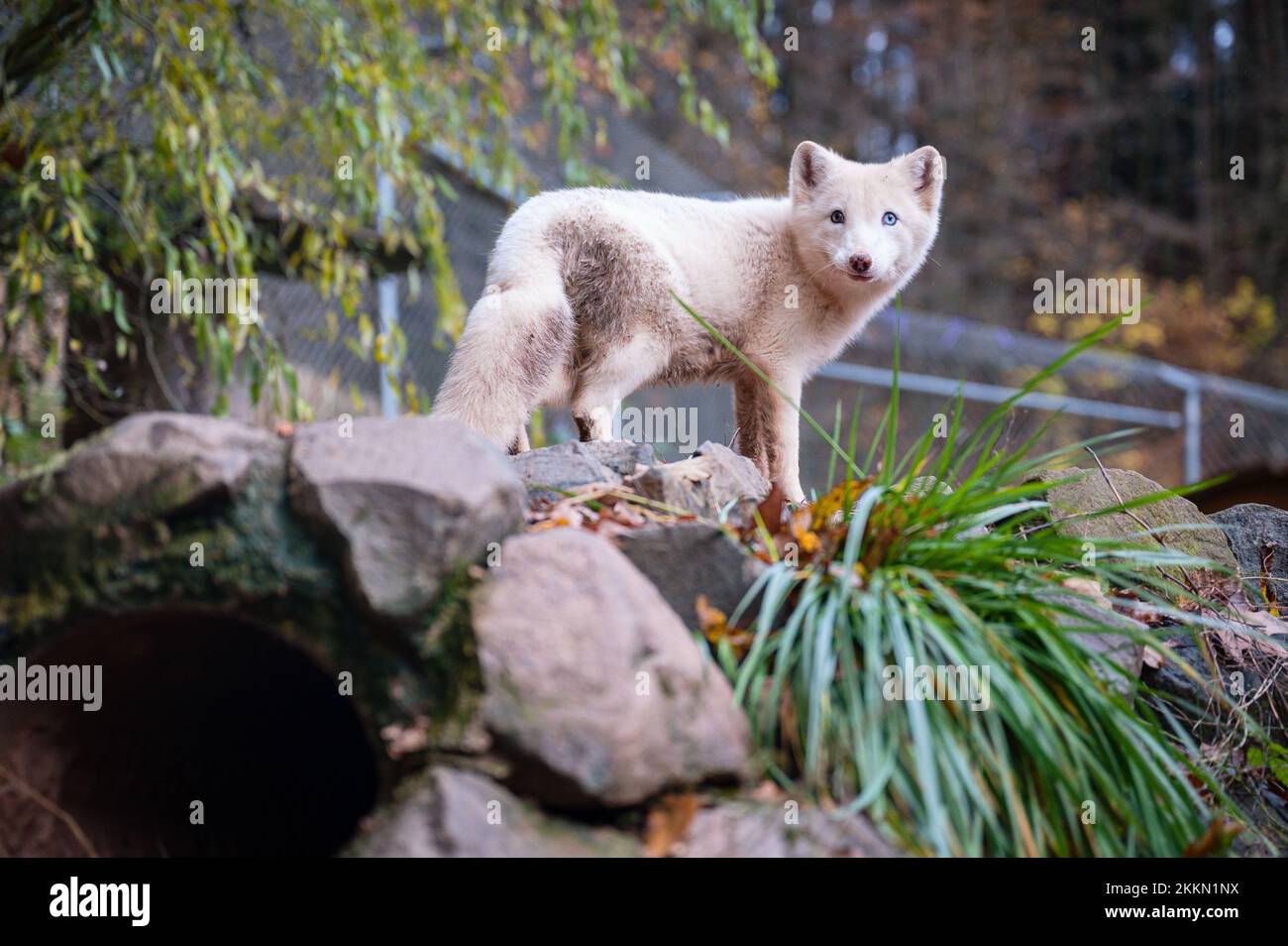 25 November 2022, Rhineland-Palatinate, Maßweiler: Arctic fox Wukk runs ...