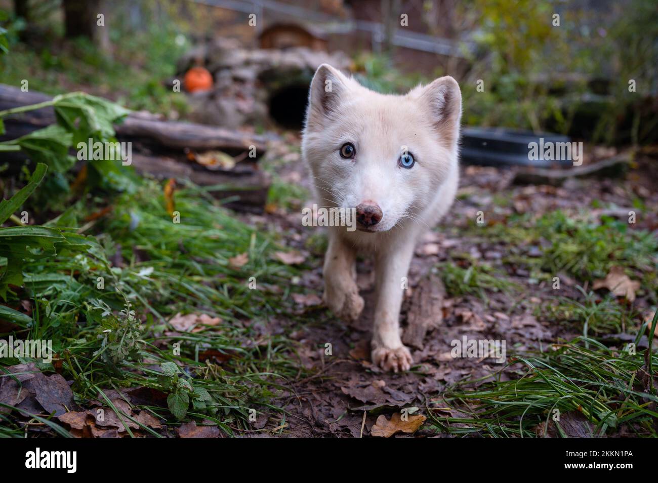 25 November 2022, Rhineland-Palatinate, Maßweiler: Arctic fox Wukk runs ...