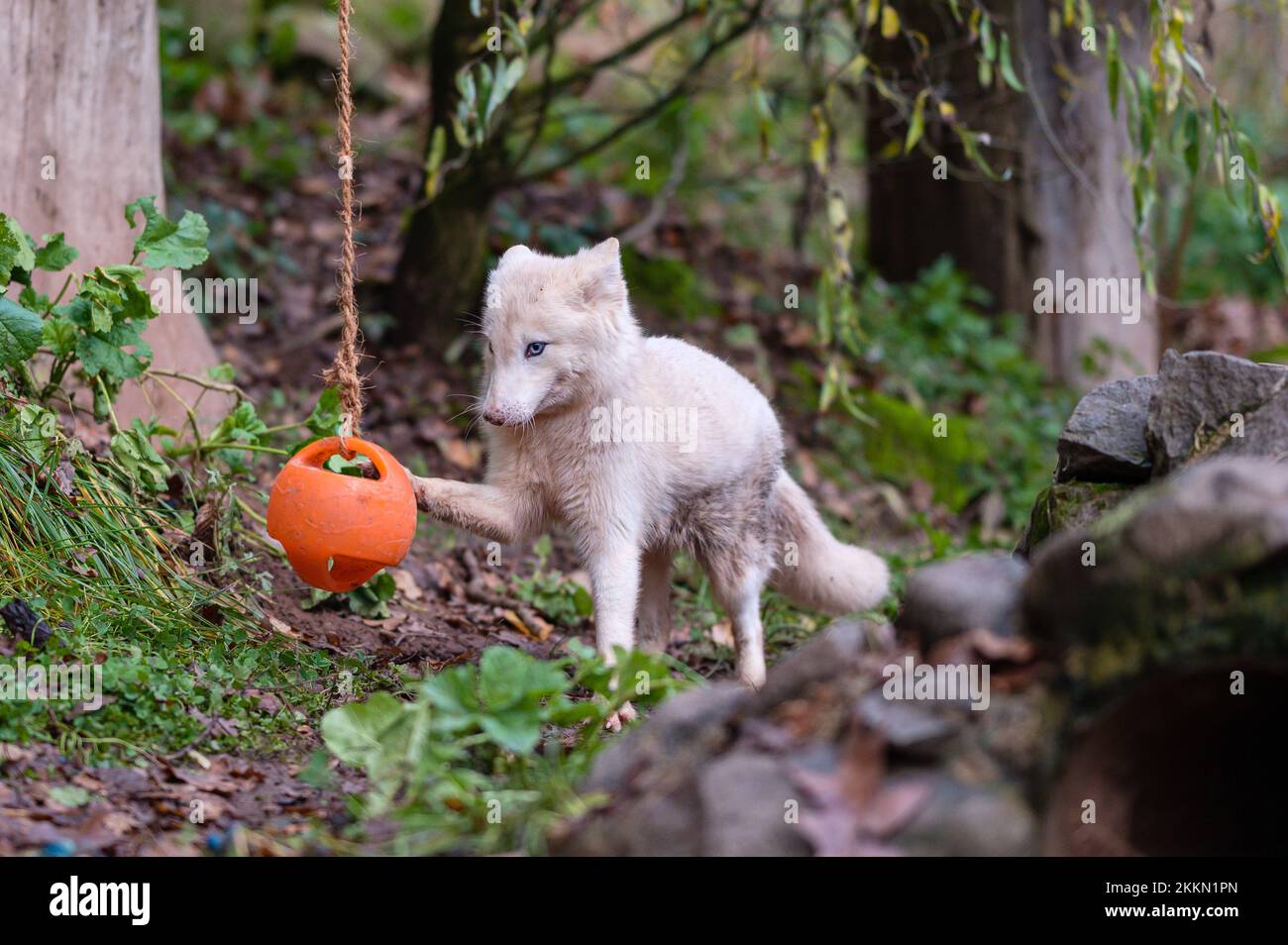 25 November 2022, Rhineland-Palatinate, Maßweiler: Arctic fox Wukk ...