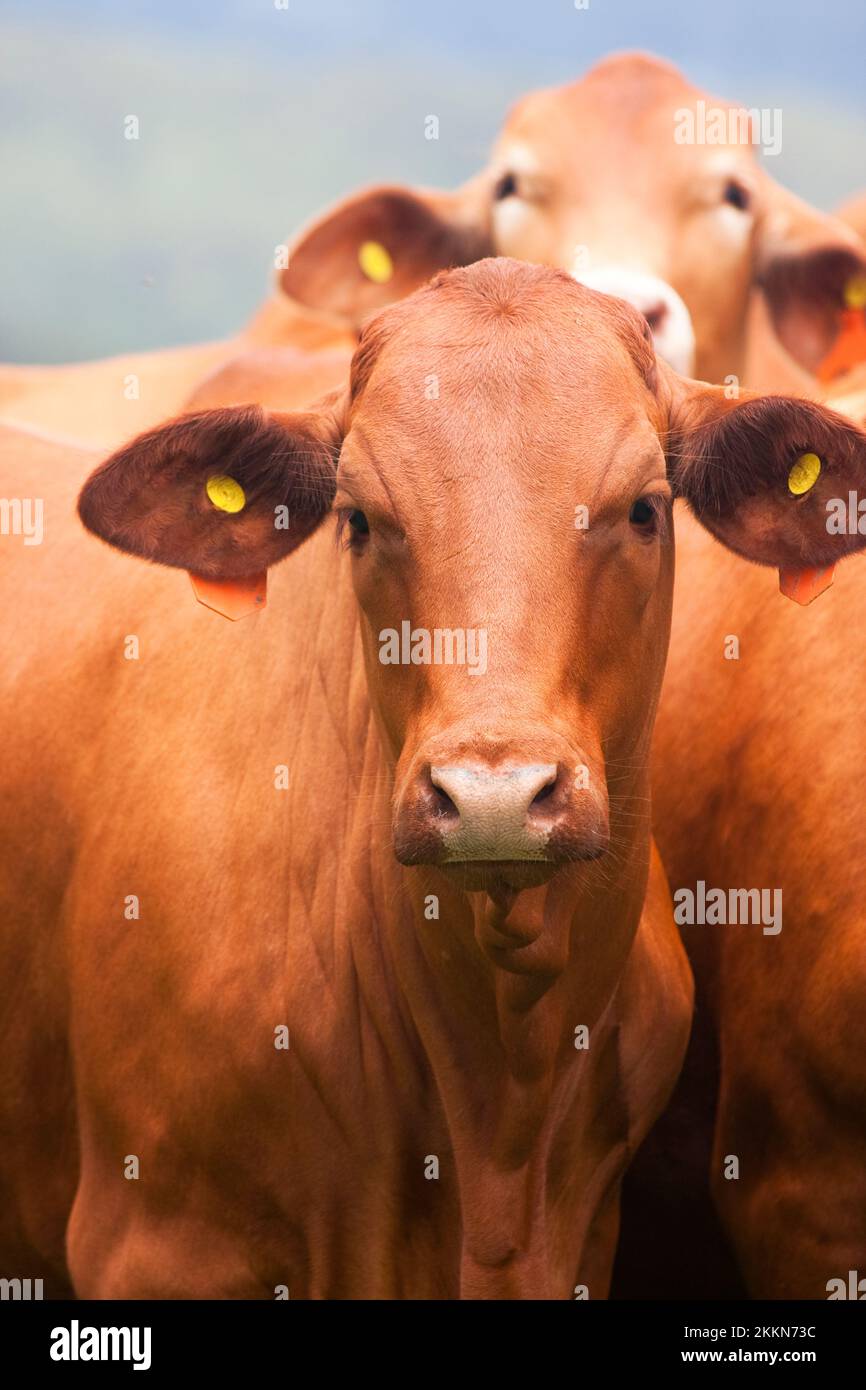 Cattle upclose hi-res stock photography and images - Alamy