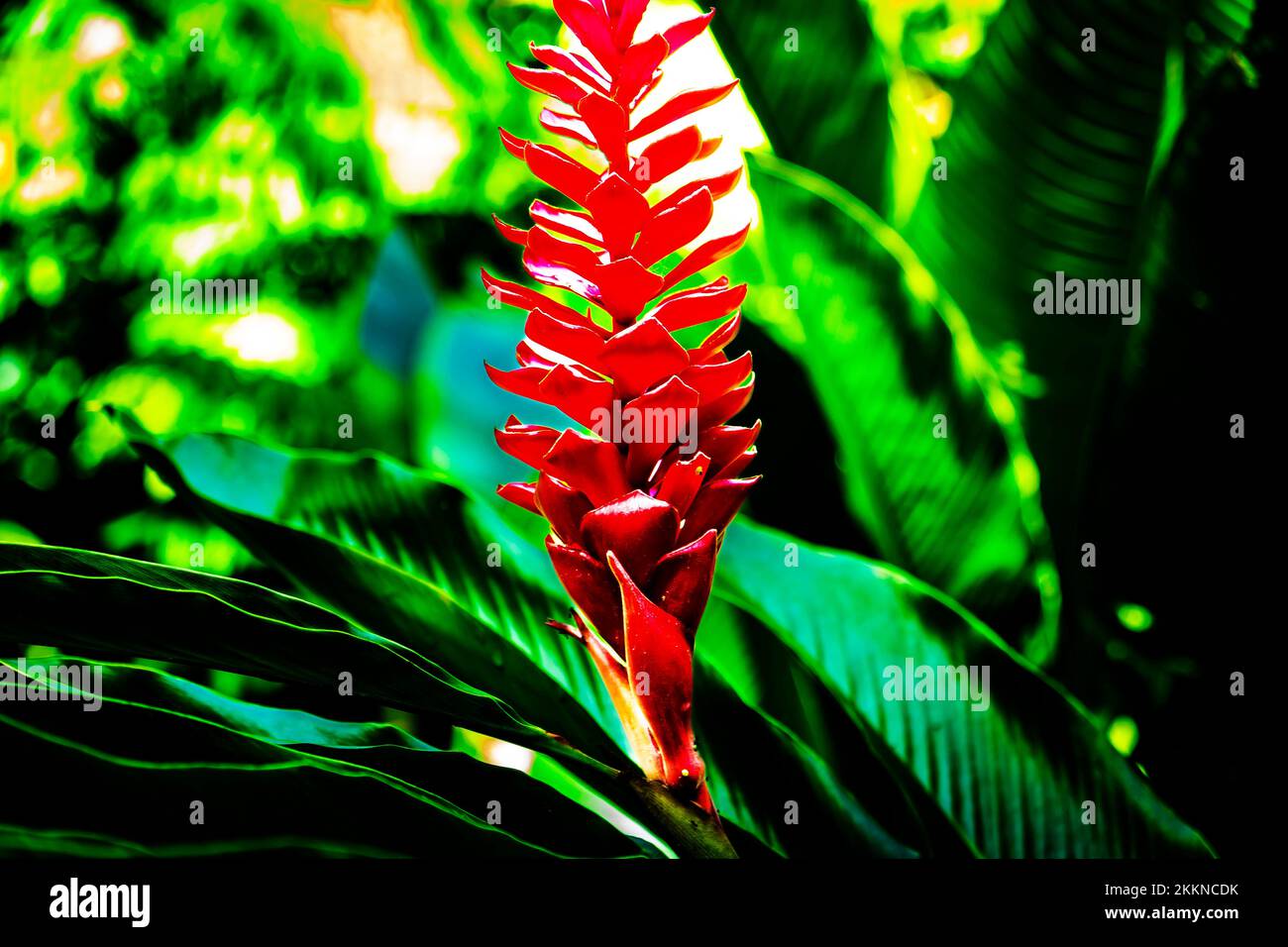 Bathsheba rose hi-res stock photography and images - Alamy