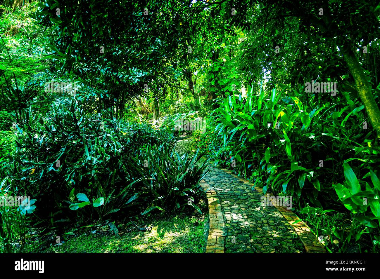 Bathsheba rose hi-res stock photography and images - Alamy