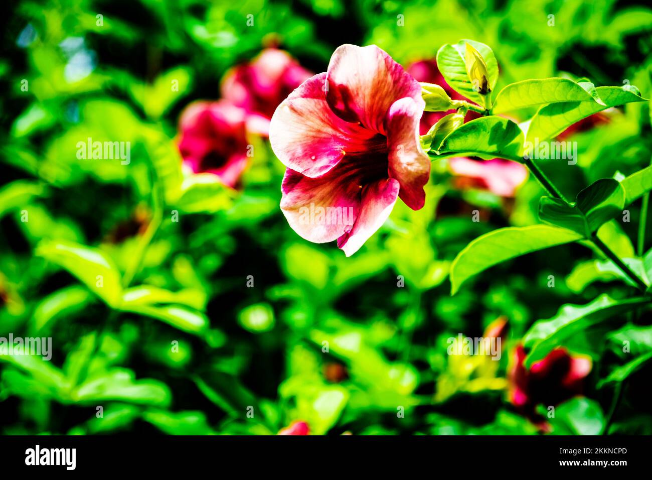Bathsheba rose hi-res stock photography and images - Alamy