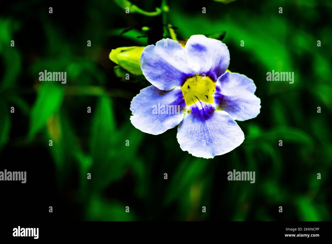 A beautiful Day at Andromeda Gardens; Bathsheba; St. Josep; Barbados ...