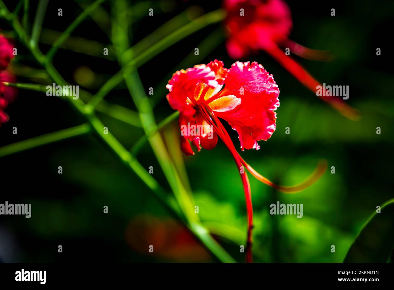 A beautiful Day at Andromeda Gardens; Bathsheba; St. Josep; Barbados ...