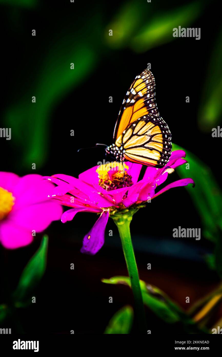 A beautiful Day at Andromeda Gardens; Bathsheba; St. Josep; Barbados ...