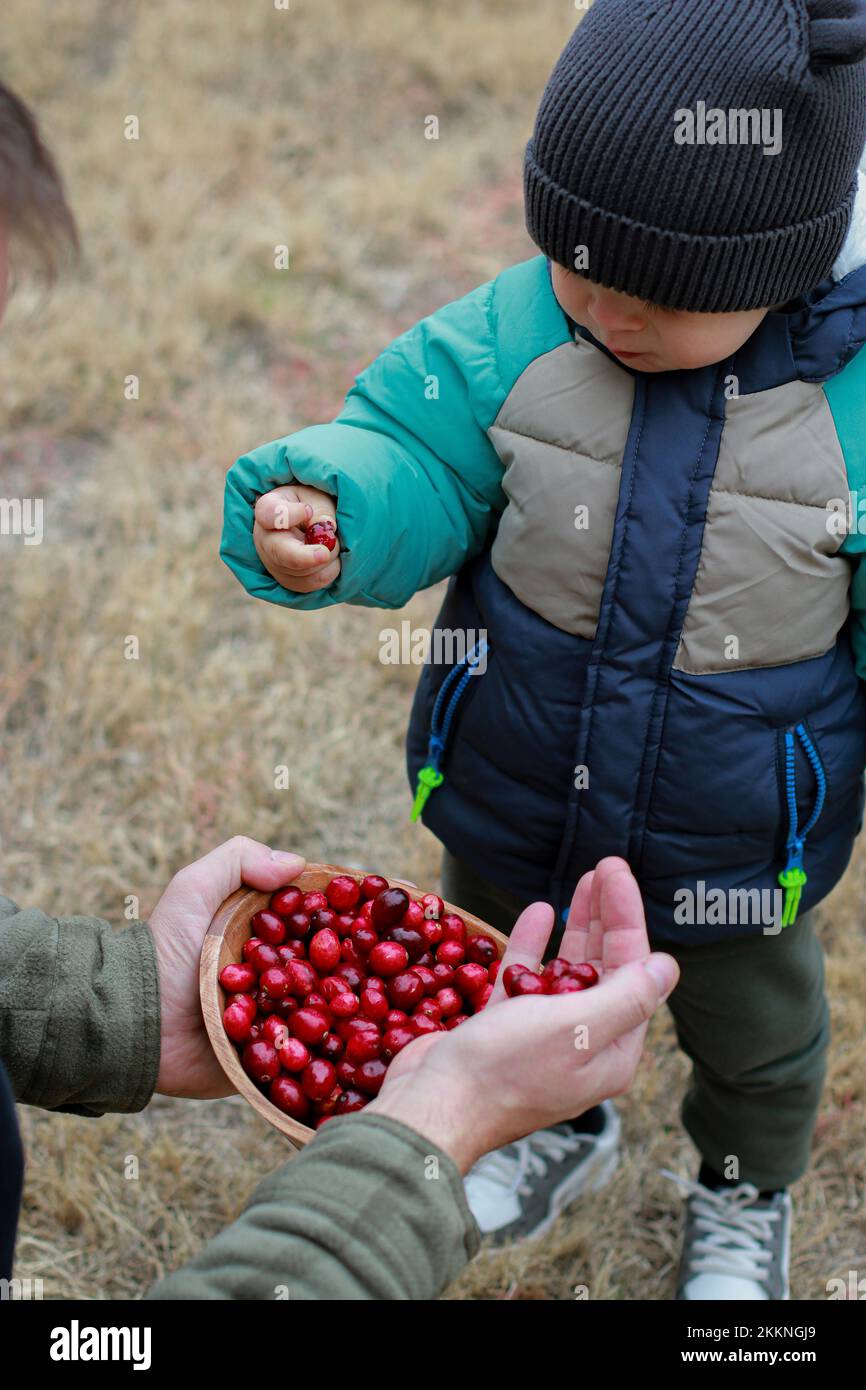 child eating fresh cranberries in a wooden bowl Stock Photo - Alamy