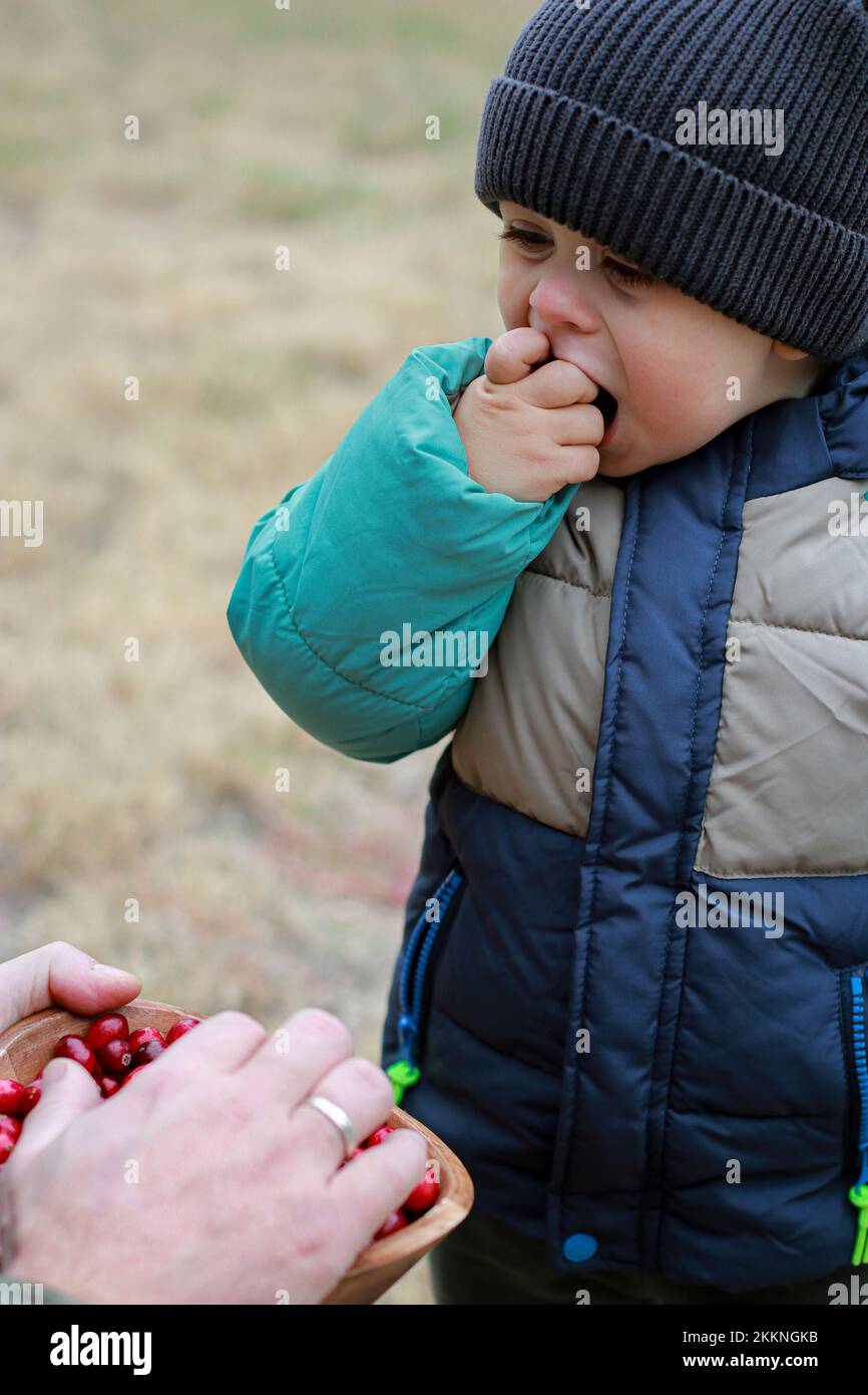 child eating fresh cranberries in a wooden bowl Stock Photo - Alamy