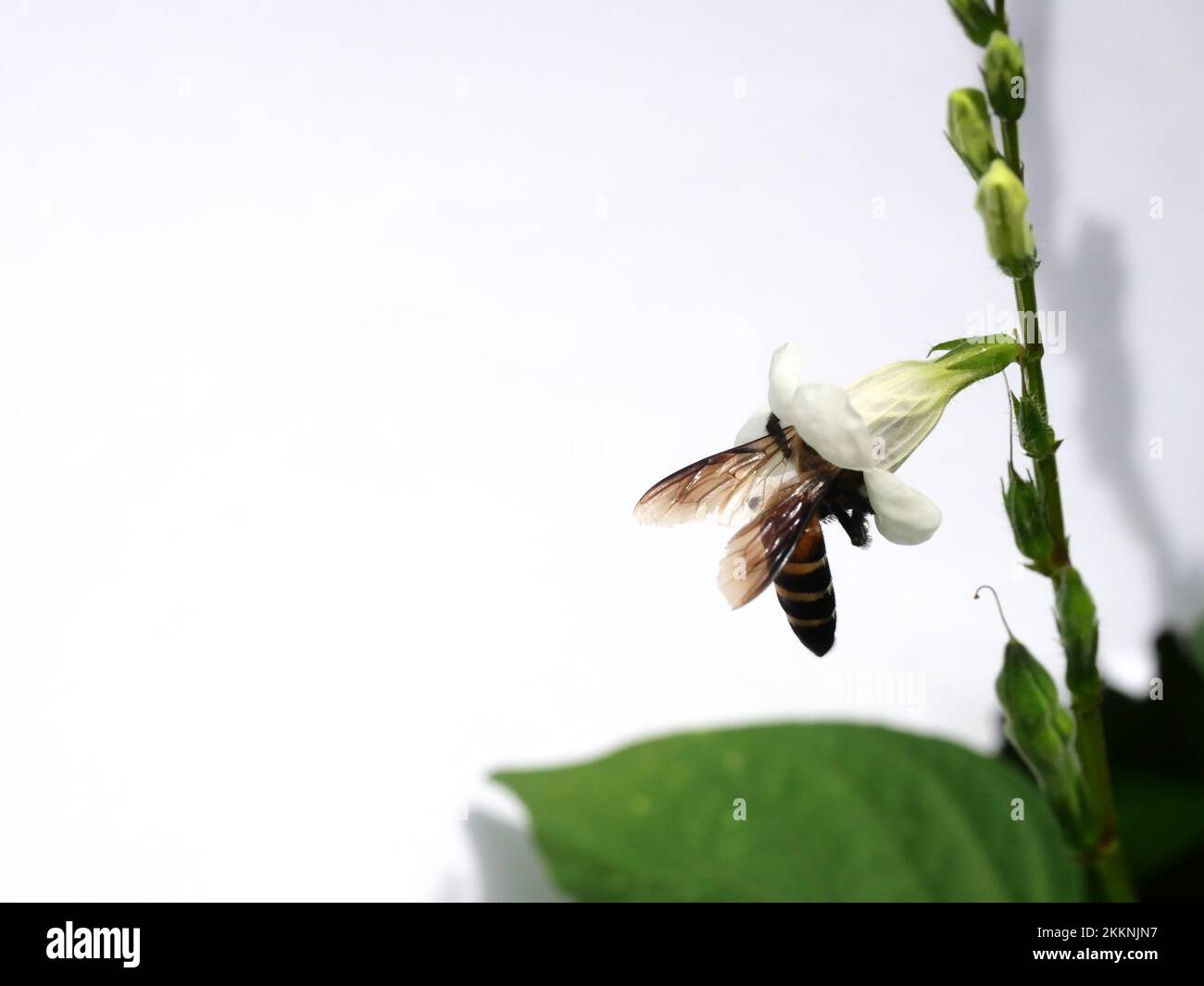 Giant honey bee seeking nectar on white Chinese violet or coromandel or ...