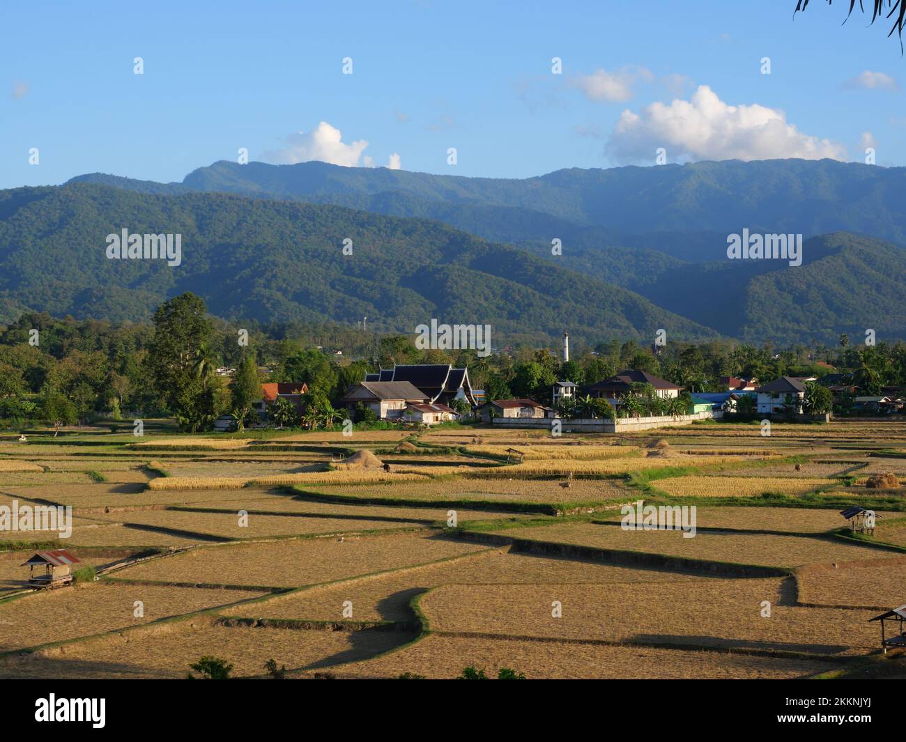 Aerial view of Gold color Rice field and ancient Buddhist temple in the ...