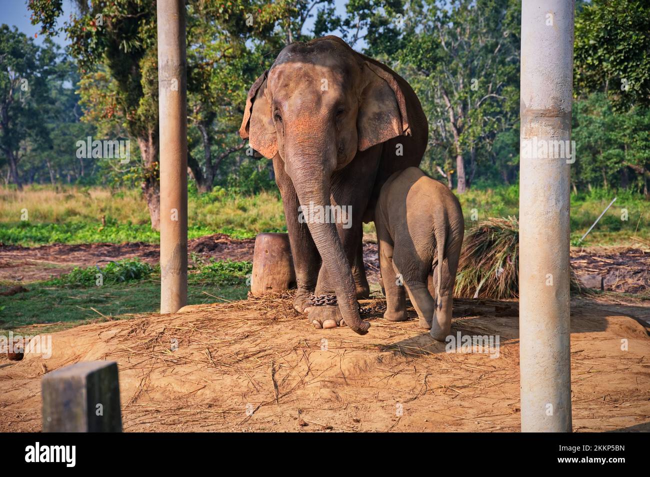 Female elephant with her baby in Chitwan National Park, Nepal Stock Photo - Alamy