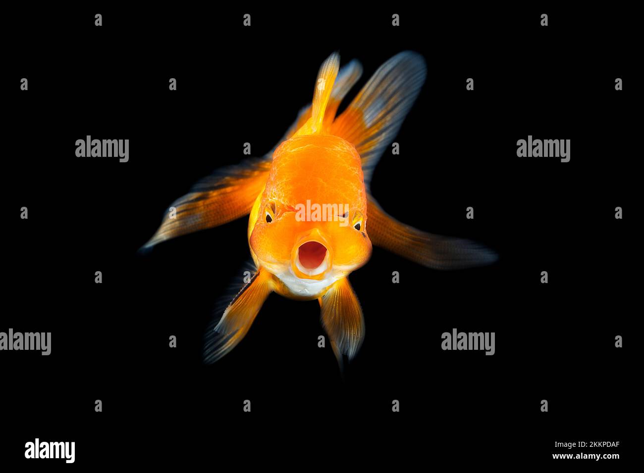 Oranda head hi-res stock photography and images - Alamy