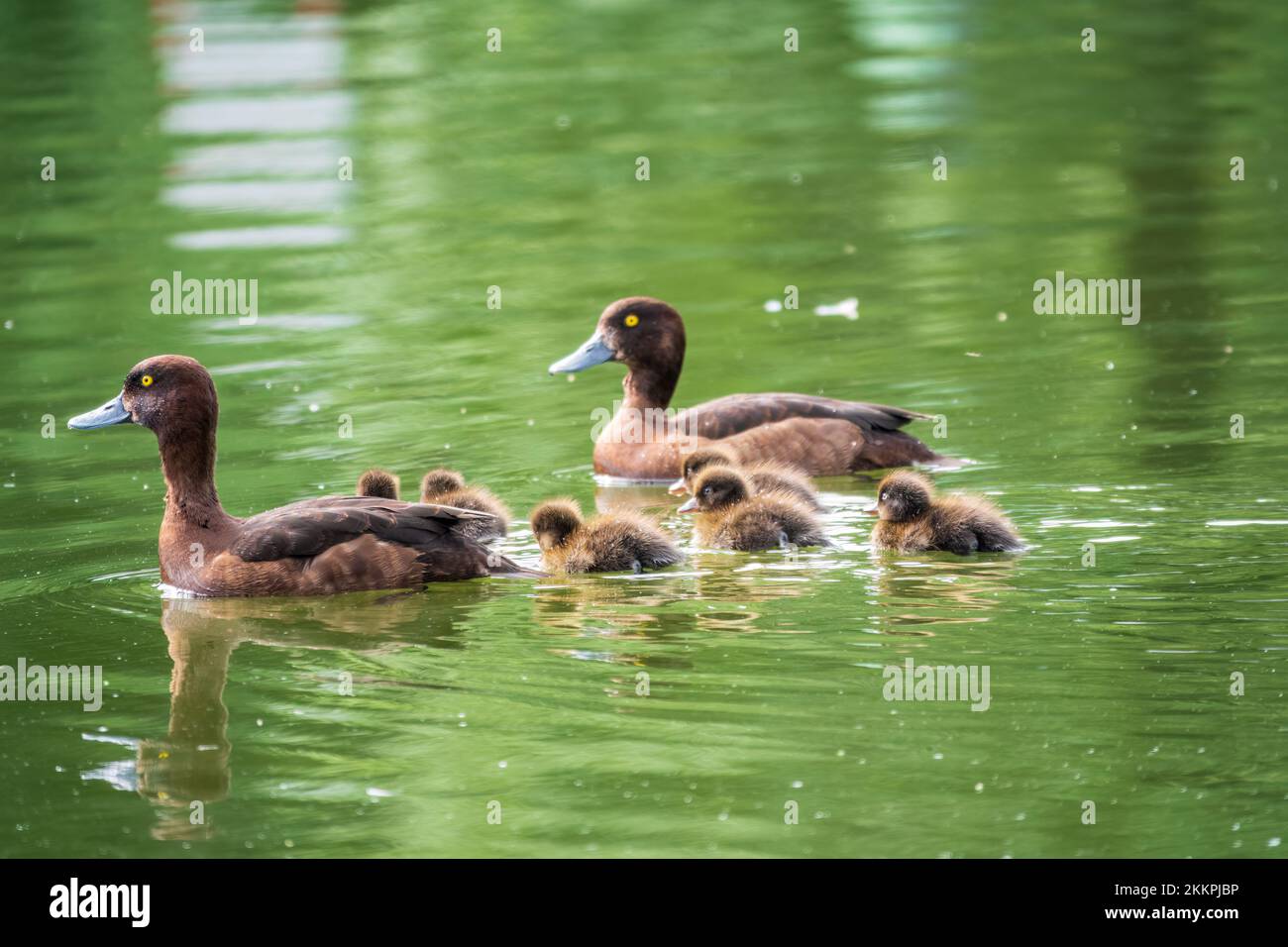 Tufted duck Family swims with their ducklings in green lake water. A ...