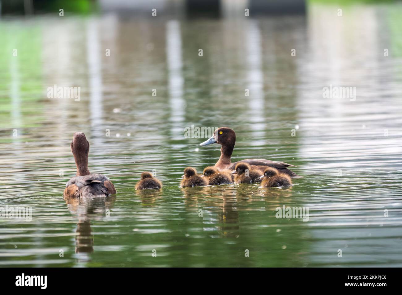 Tufted duck Family swims with their ducklings in green lake water. A ...